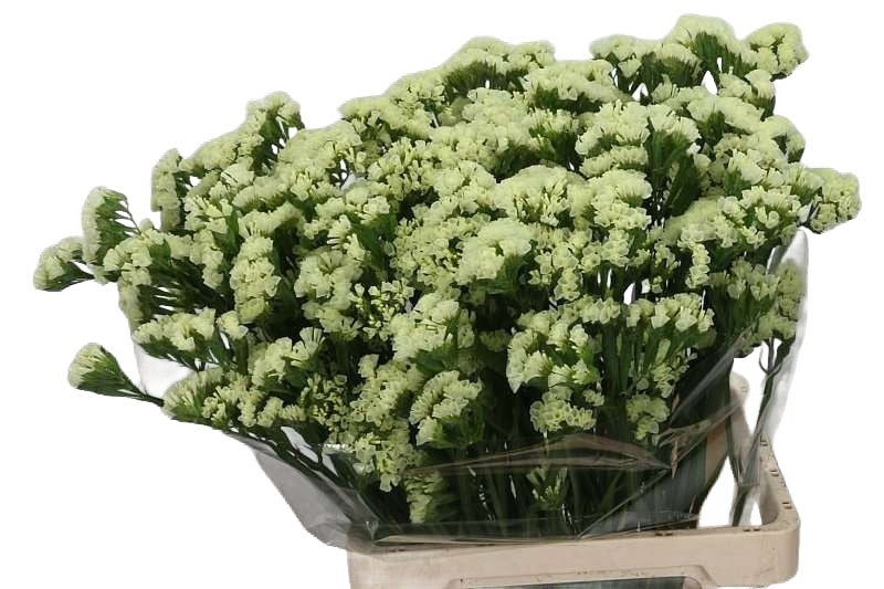 Statice Yellow Wings – Trønderblomst