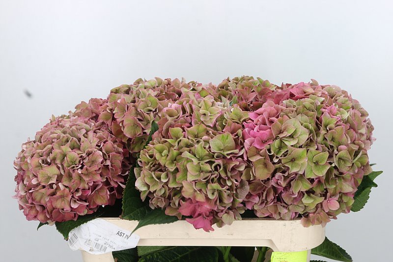 Hydrangea Rodeo Classic – Trønderblomst